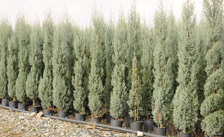 Sapanca Botanik, Fidancılık ve Peyzaj | Arizona Servi